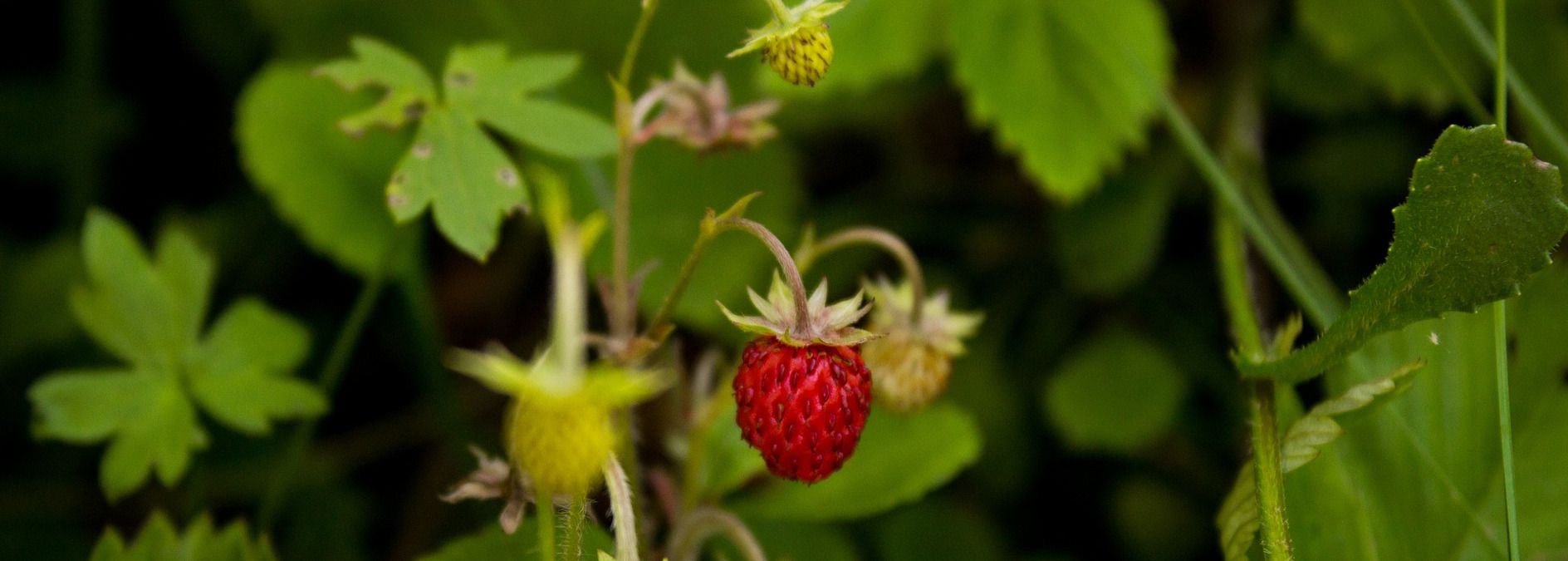 El torrent de Muig - Cases de colònies - Fundesplai