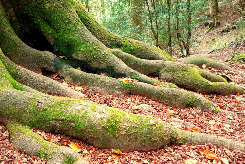 10 fagedes espectaculars per anar d'excursió amb nens i nenes - Cases ...