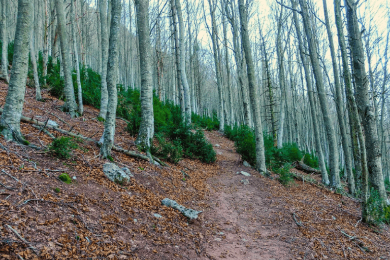 10 fagedes espectaculars per anar d'excursió amb nens i nenes - Cases ...