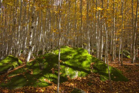 10 fagedes espectaculars per anar d'excursió amb nens i nenes - Cases ...