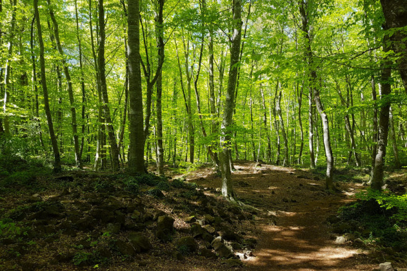 10 fagedes espectaculars per anar d'excursió amb nens i nenes - Cases ...