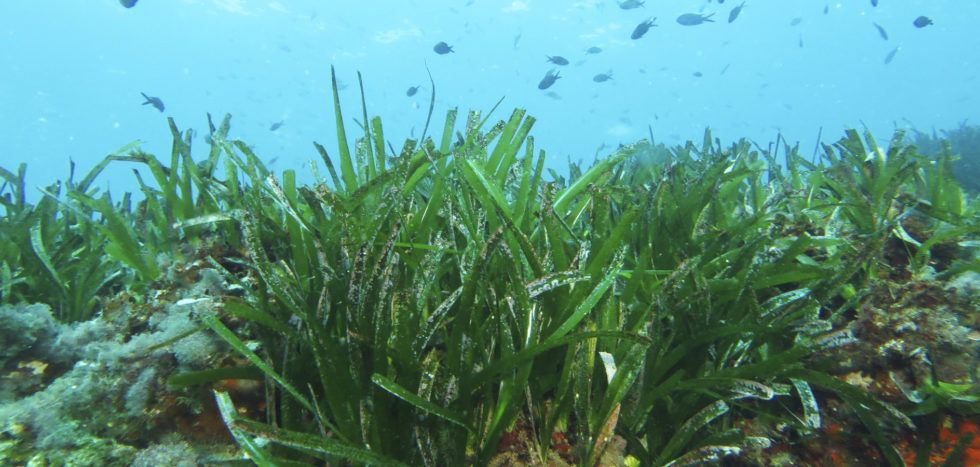 Què és la Posidònia oceànica i per què és important? - Cases de ...
