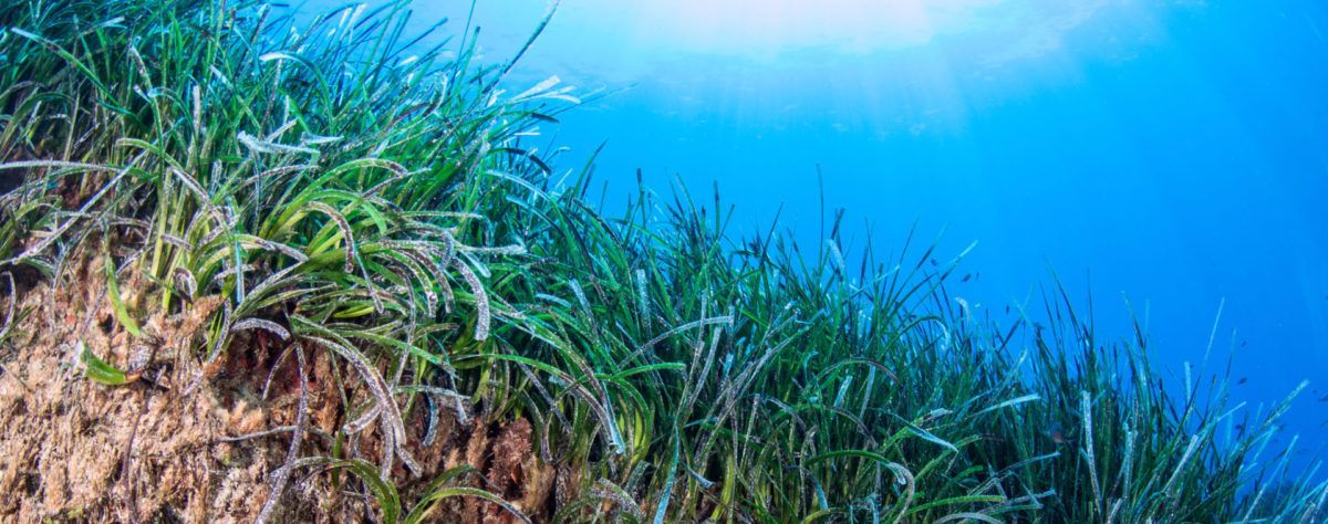 Què és la Posidònia oceànica i per què és important? - Cases de ...